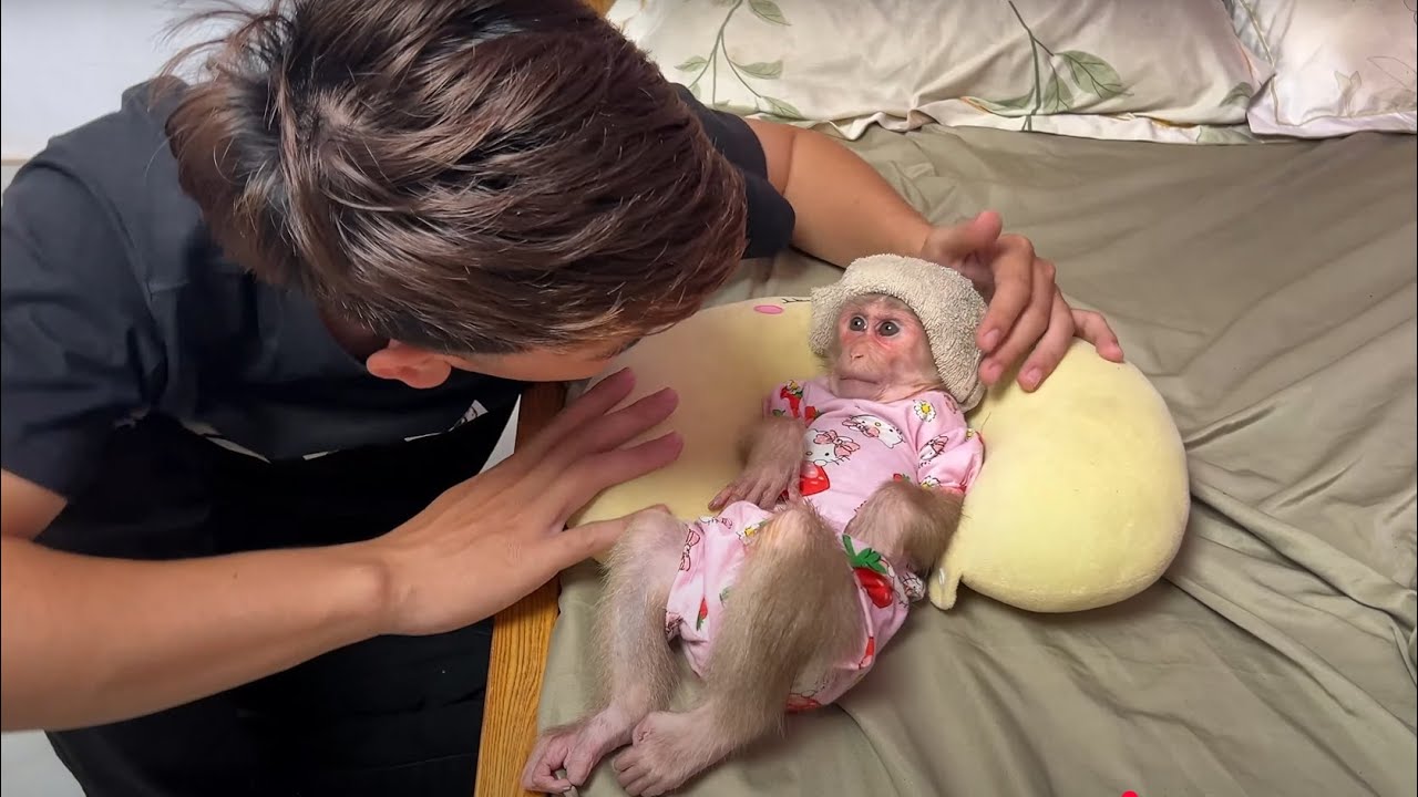 Monkey Luk tired hard to sleep! Dad tries to take good care luk - YouTube