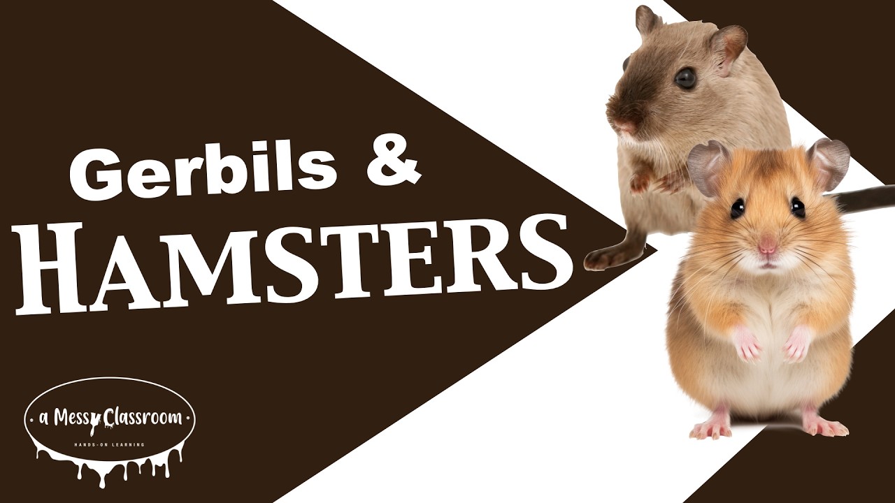 Hamsters vs. Gerbils: What's the Difference? - Educational Rodent Video ...