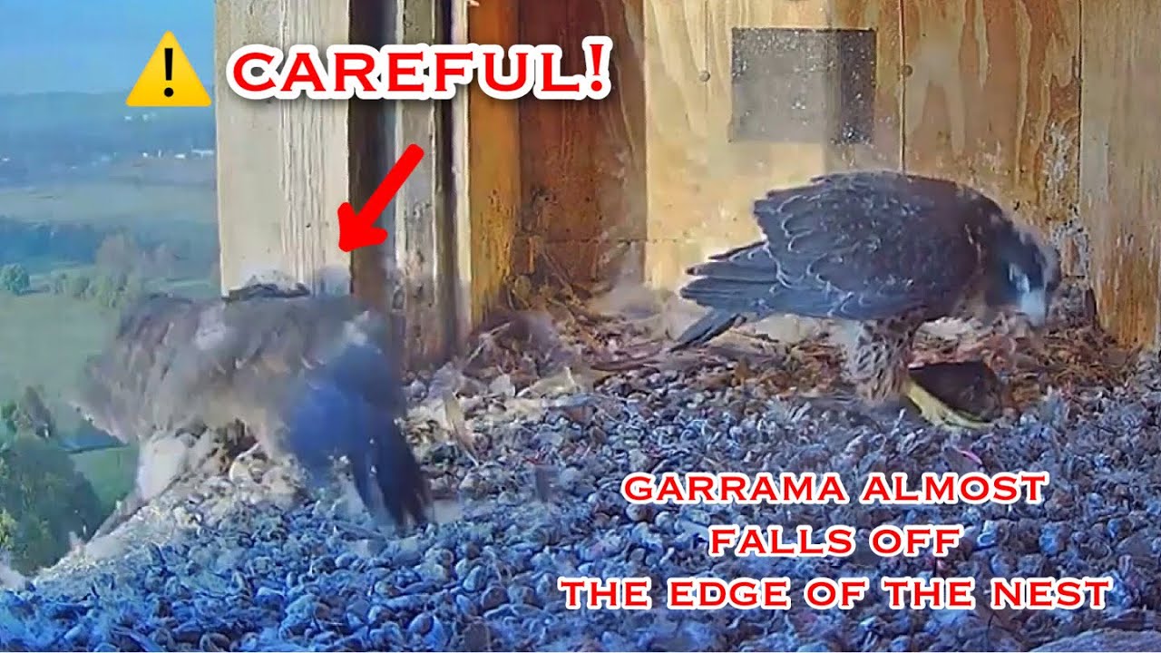 #244🦅Falcon Nest ／Box Camera - FalconCam Project LIVE - YouTube