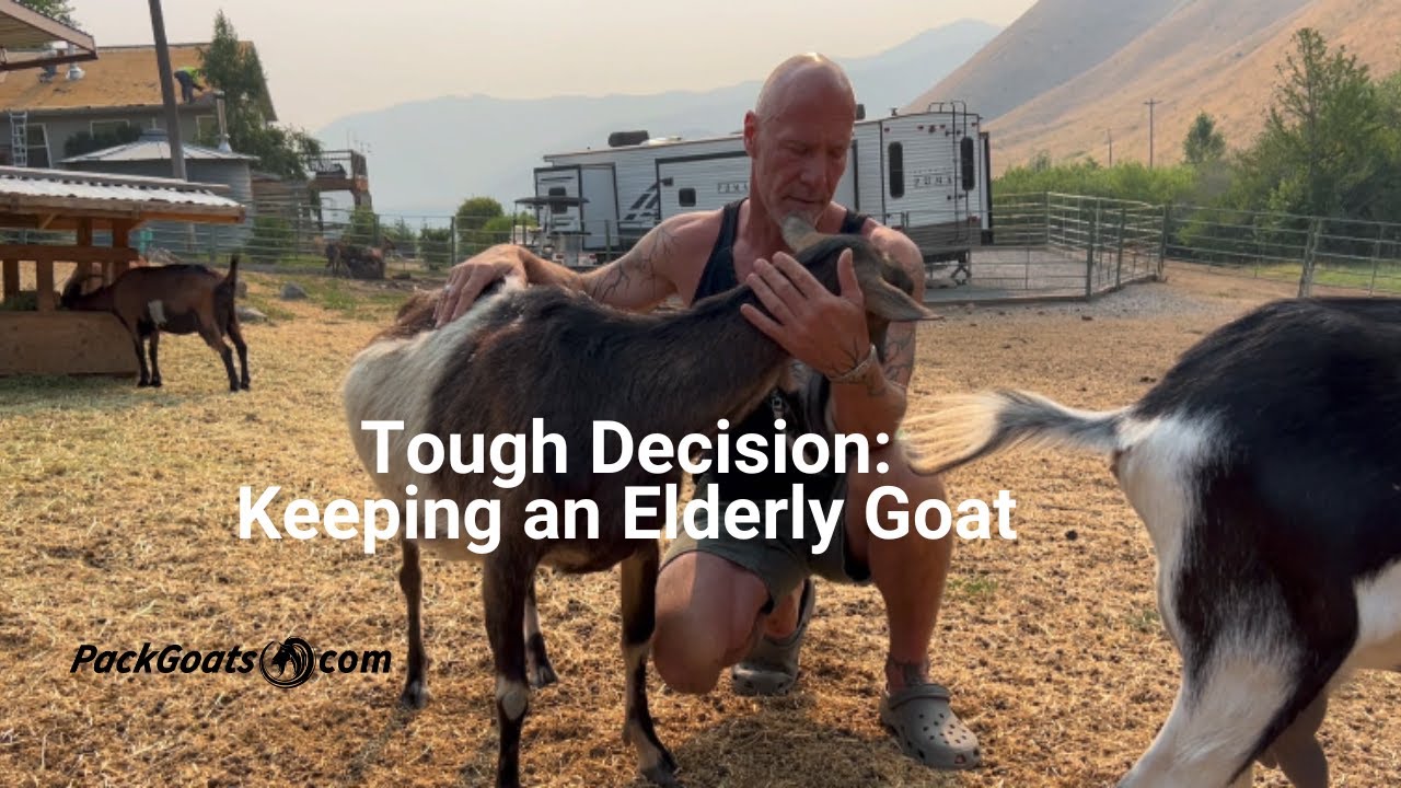Tough Choices In Goat Care: Assessing an Older Goat's Quality of Life ...