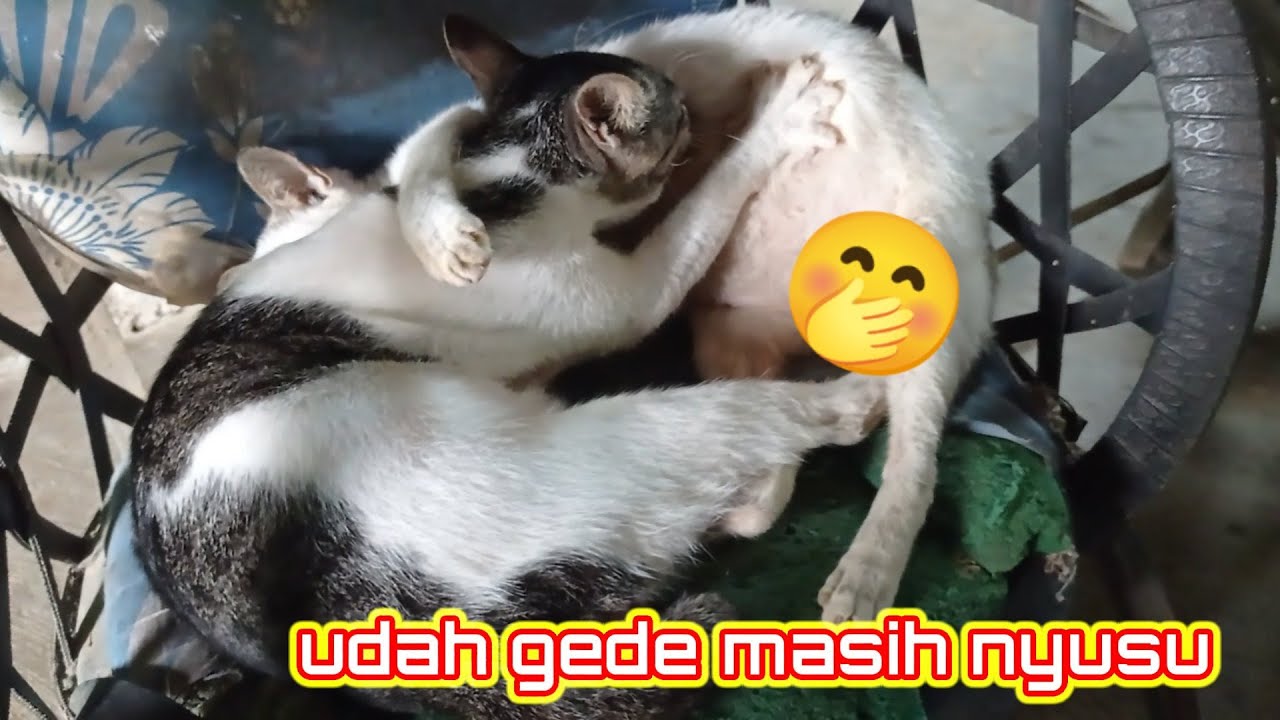 kucing lucu sedang bermain || sudah gede masih mau nyusu induknya - YouTube