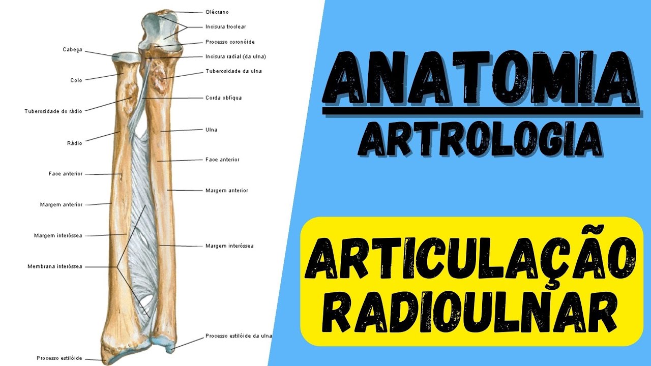 Articulação RADIOULNAR! Anatomia: Classificação, ligamentos e ...