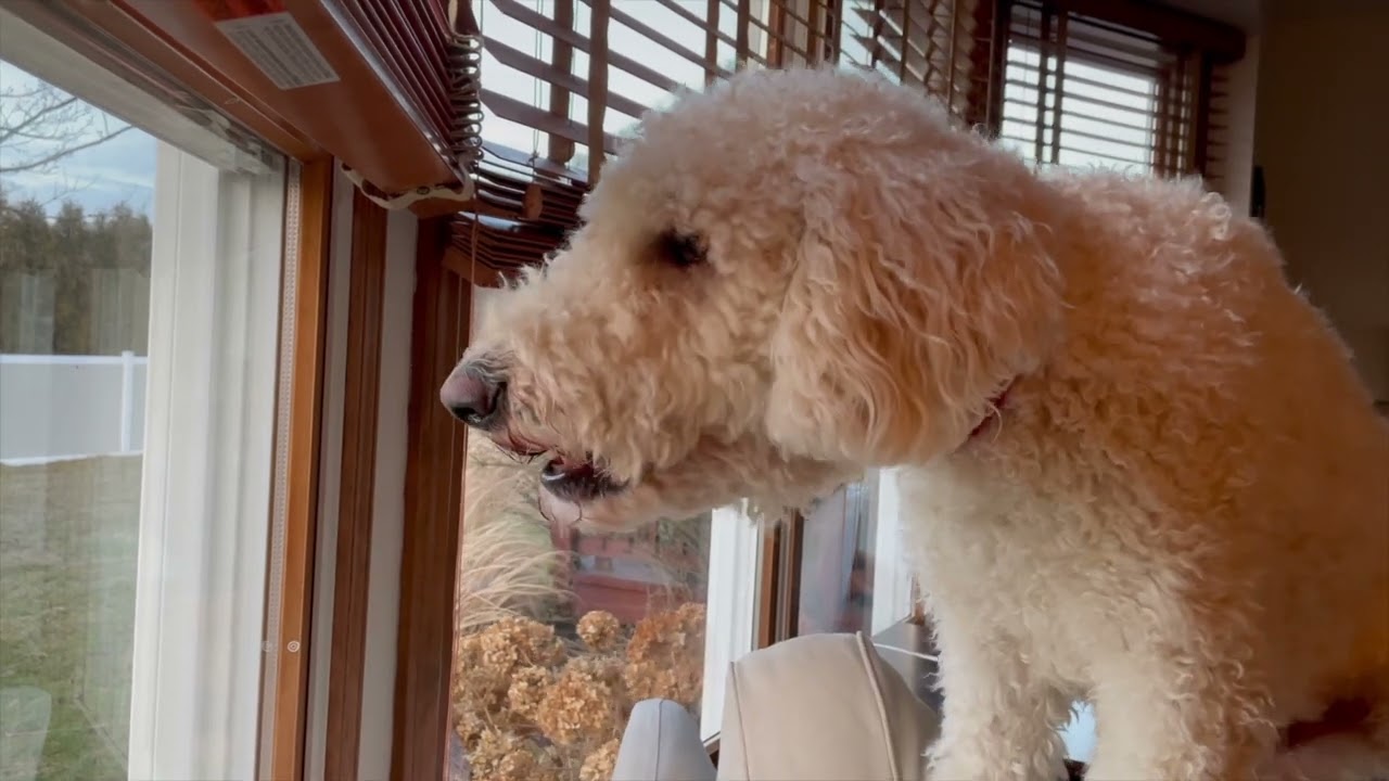Goldendoodle barking like a guard dog ... when he sees squirrels - YouTube