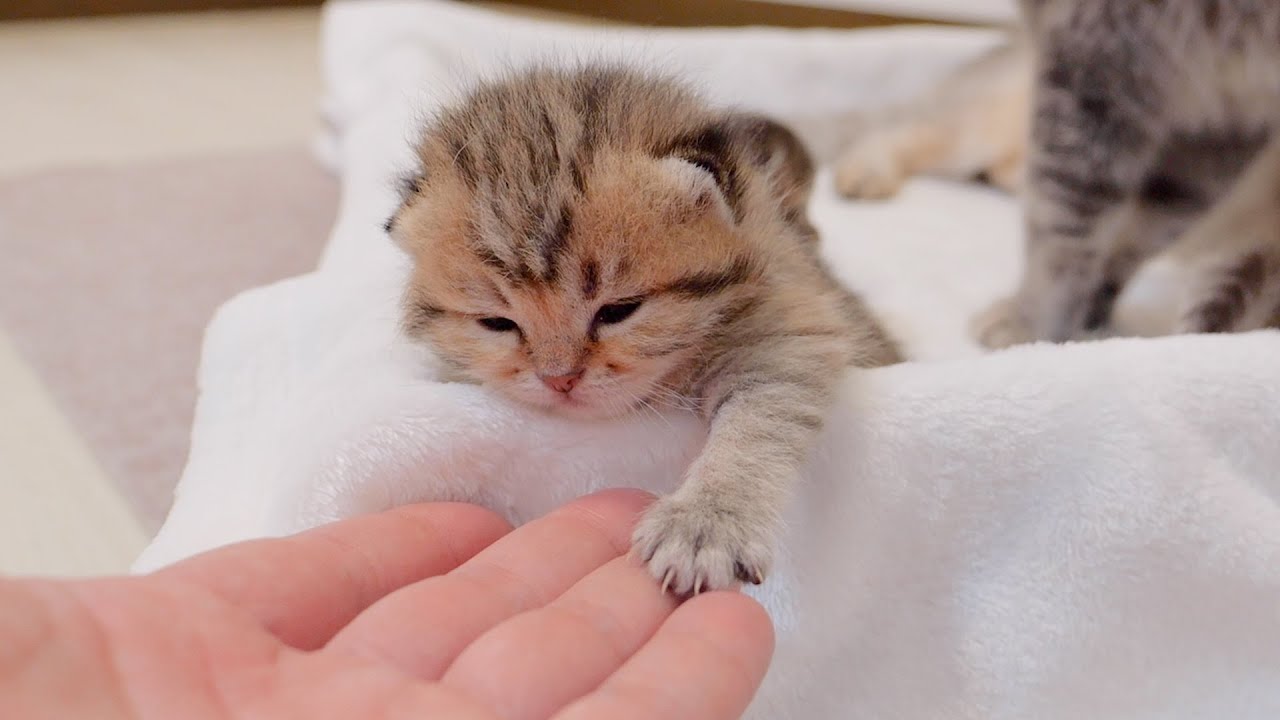 The kitten running out of energy while escaping was so cute! - YouTube