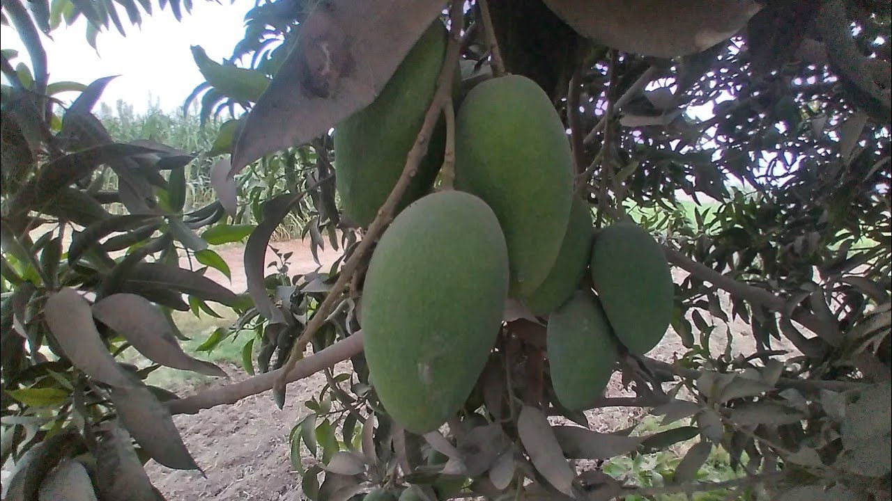 World best quality 🥭 mango || multan punjab pakistan || best mangos in ...