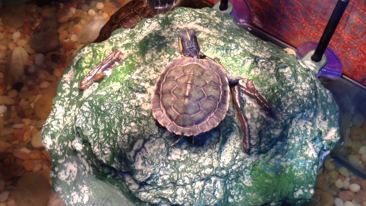 Turtle basking - YouTube