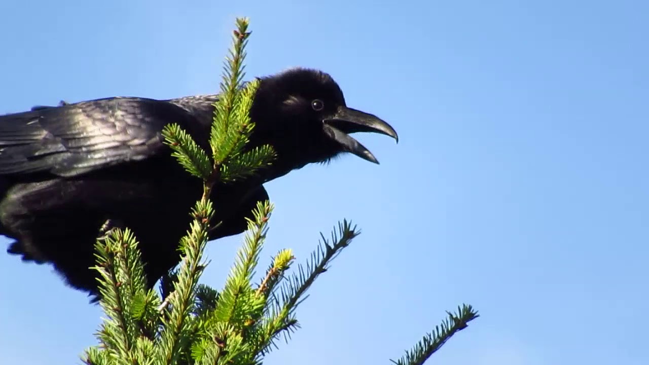 Raven vocalizations - YouTube
