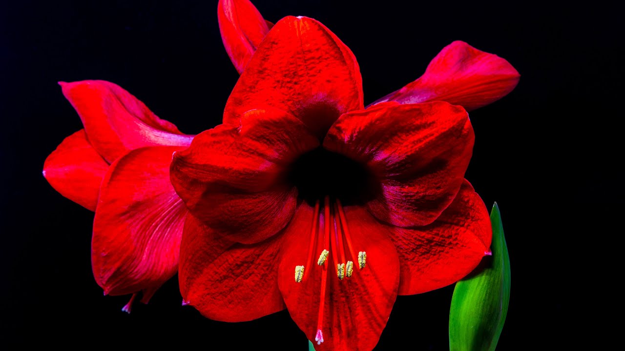 Amaryllis Flower Blooming TimeLapse 4K 60 fps | Kwitnięcie Amarylisa ...
