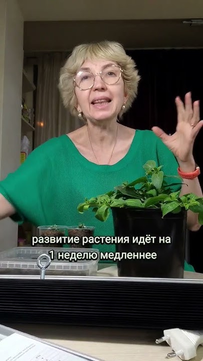 лампы для рассады. какую выбрать #рассада #фитолампа - YouTube