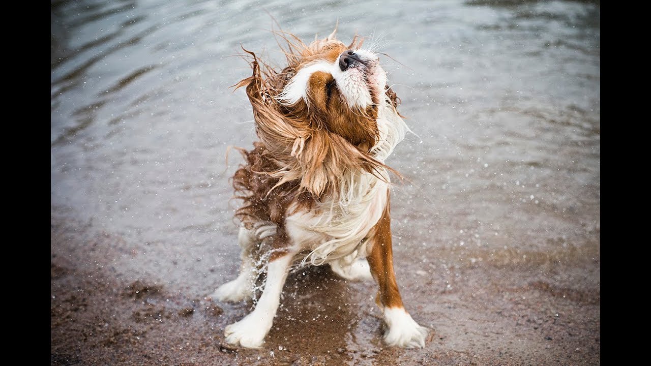 Syringomyelia symptoms in Cavalier King Charles Spaniel - YouTube