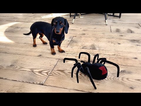 How do our dogs react to giant spider? - YouTube