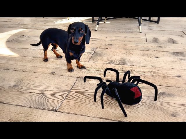 Giant Spider Eating Dog PHOTO: Giant Spider Caught Eating Bird