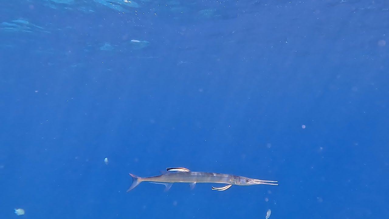 The needlefish (Tylosurus crocodilus) at fish spa - Reef Oasis Blue ...