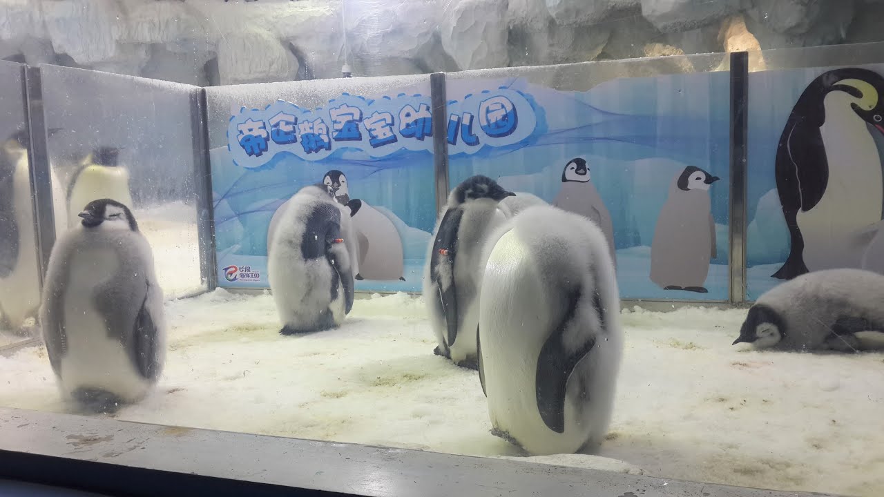 Baby Emperor Penguin Chicks (Sleeping) Headless - Chimelong Ocean ...