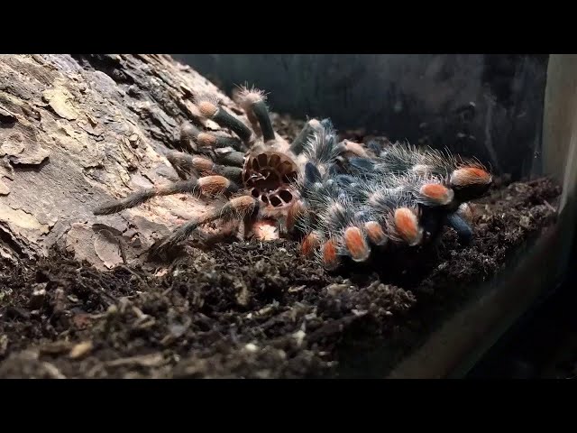 Mexican Red Knee Tarantula Molting ADW: Brachypelma Smithi: