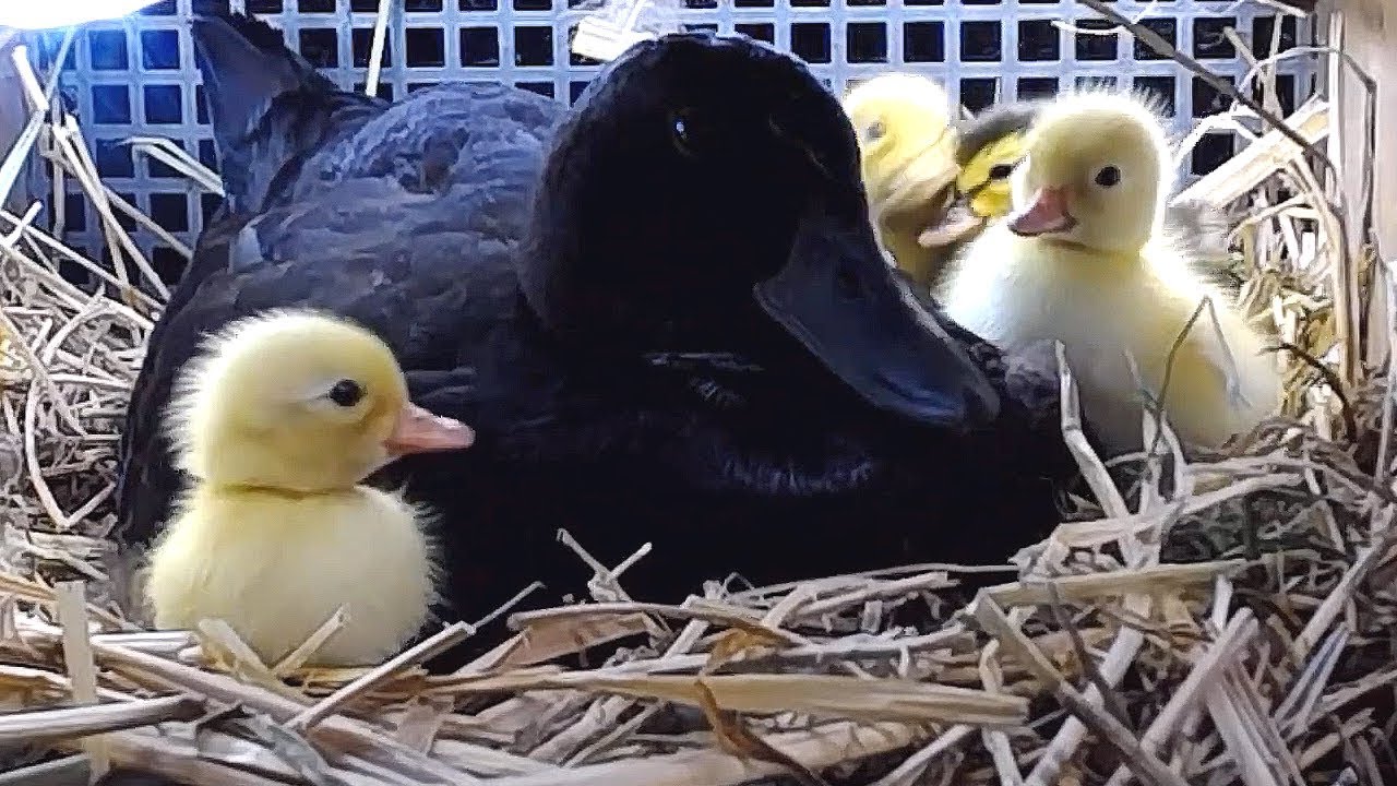 Tiny Ducks ~ Call Ducks Live ~ Cam 1 - YouTube