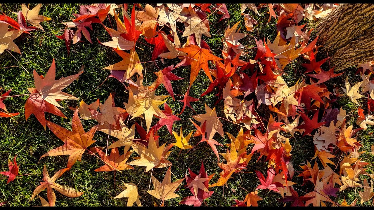 Autumn leaves . Test . Galaxy S21 ultra 5G smartphone mcostiniuc - YouTube