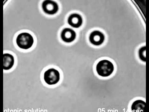 Osmotic Burst of Blood Cells - YouTube