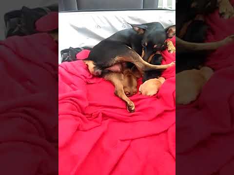 Pincher Doğum anı canlı.. Yavru Köpek Doğum