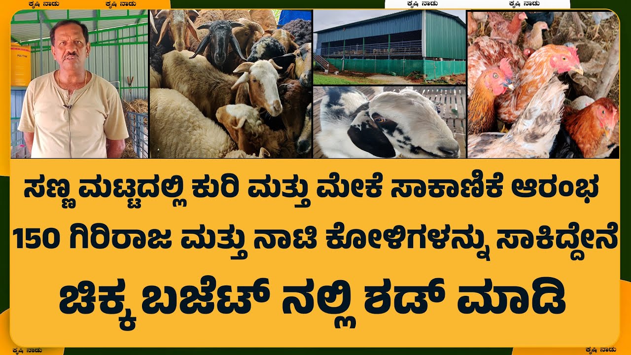 Goat Farming In karnataka | 130 sheep and goat rearing, 150 Giriraja ...