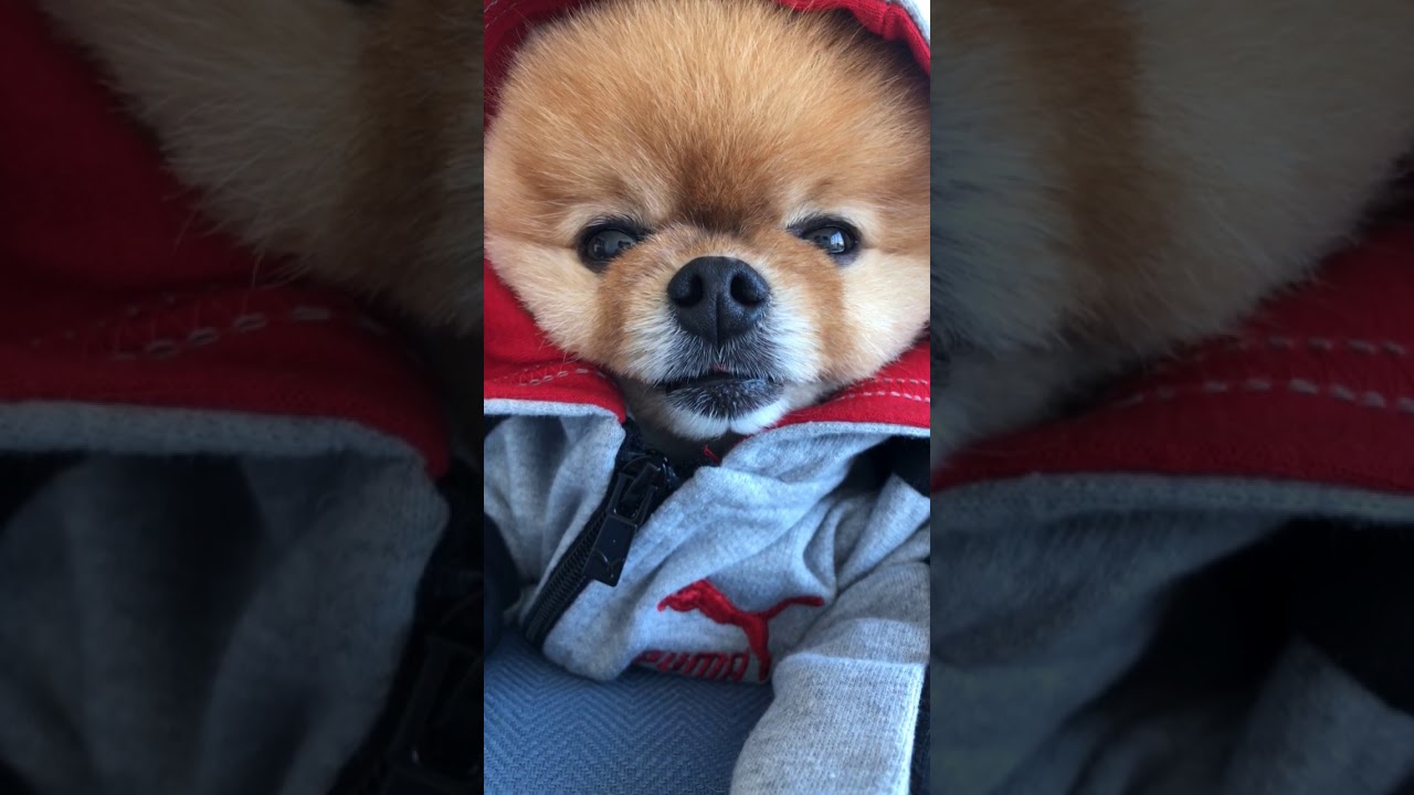 jiffpom 062 jiffpom💗@jiffpom Official TikTok - YouTube