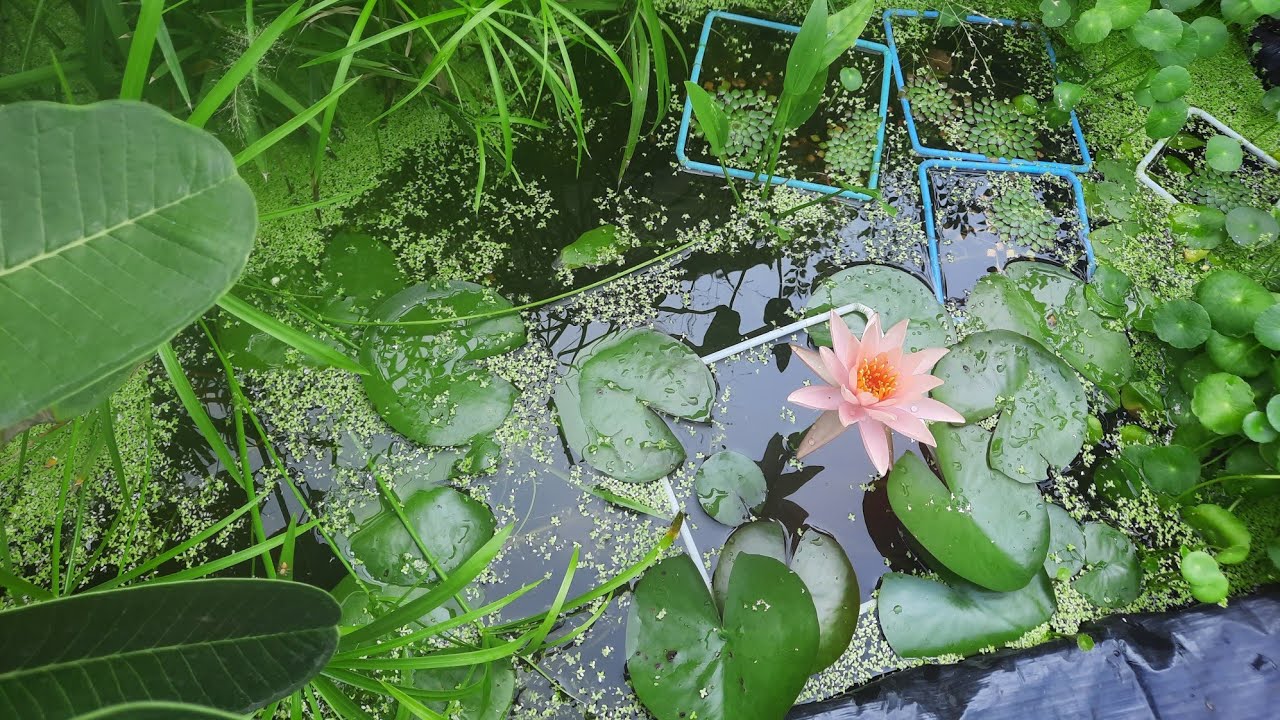 DIY Lilly Pond for terrace garden! - YouTube