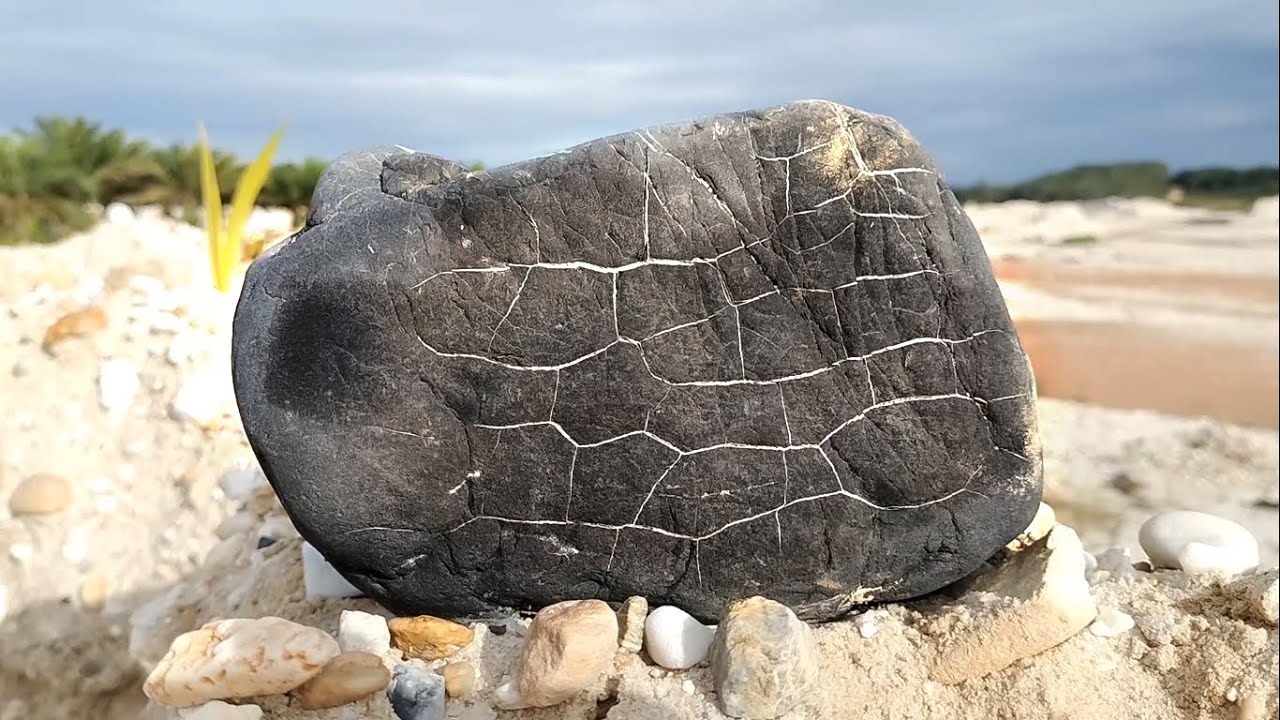 Fosil kayu membatu ini memiliki harta karun yang jarang di temukan ...