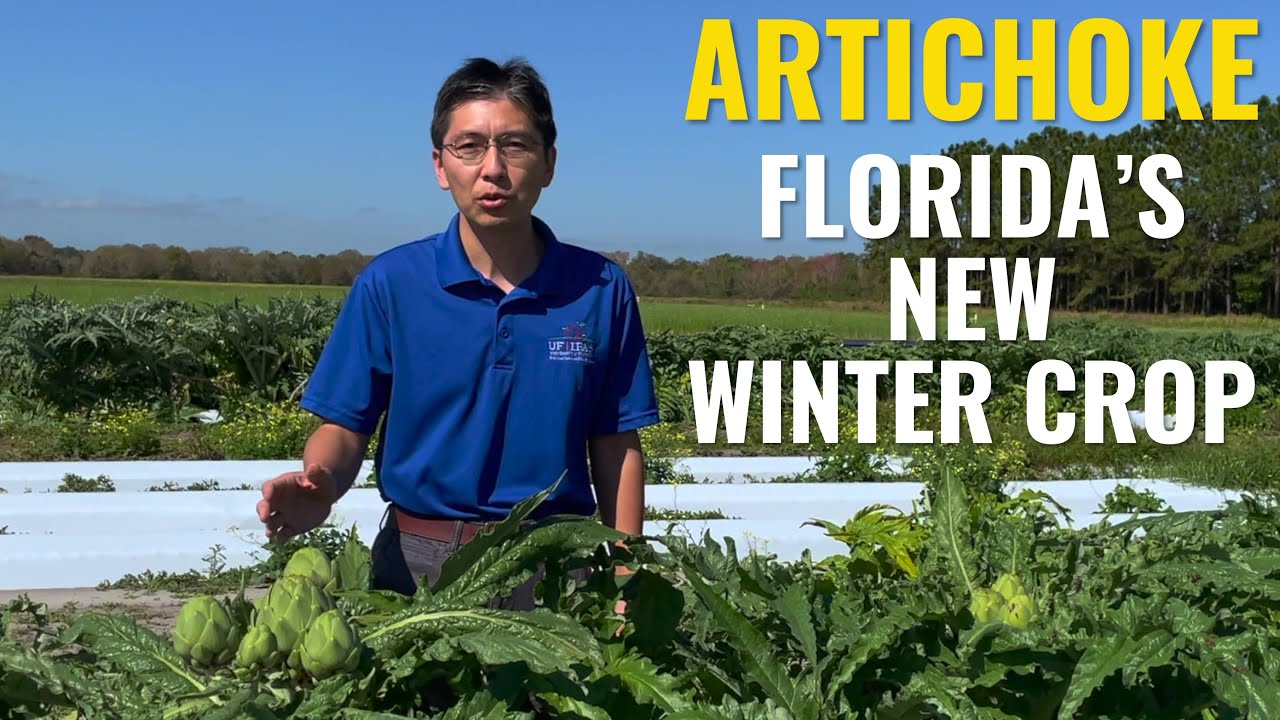 Artichoke: Florida's New Winter Crop - YouTube