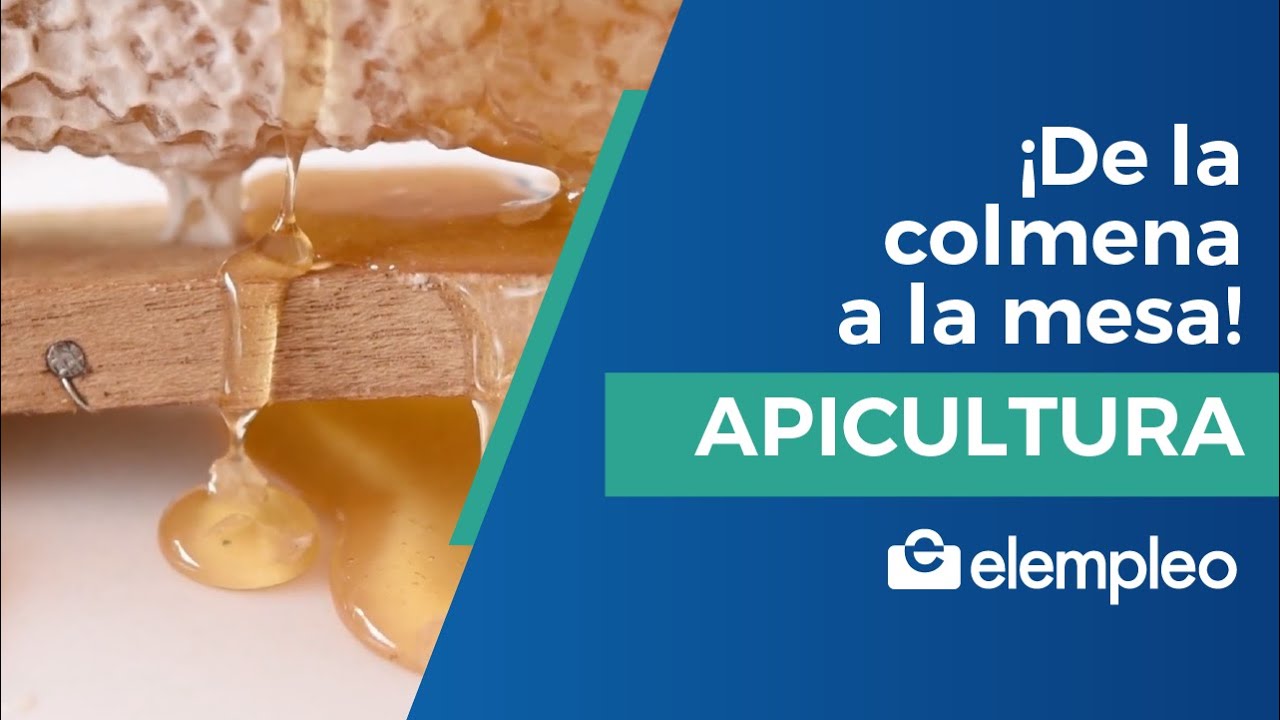 ¡De la Colmena a la Mesa! Cómo transformamos la apicultura en Colombia ...