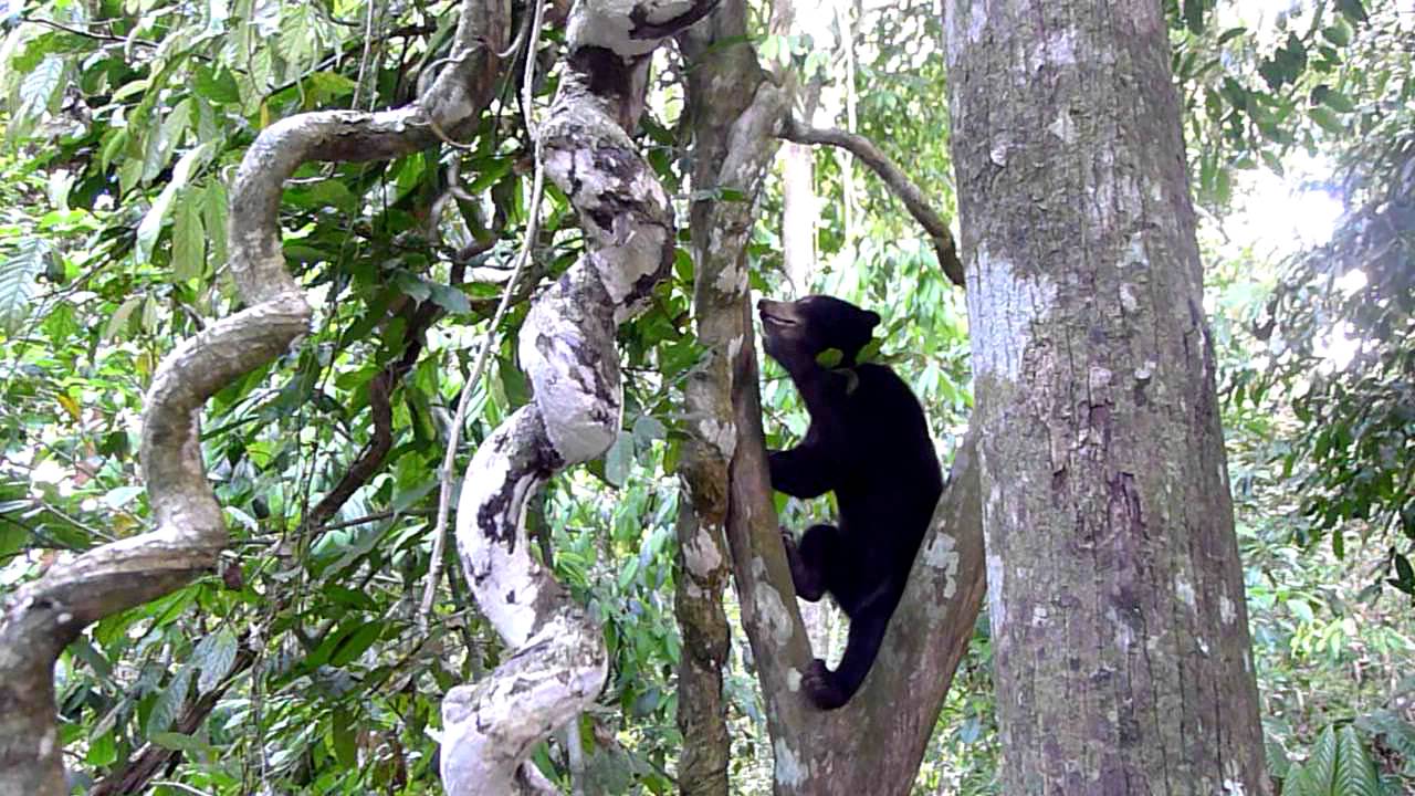 Sun bear cub playing in the forest - YouTube