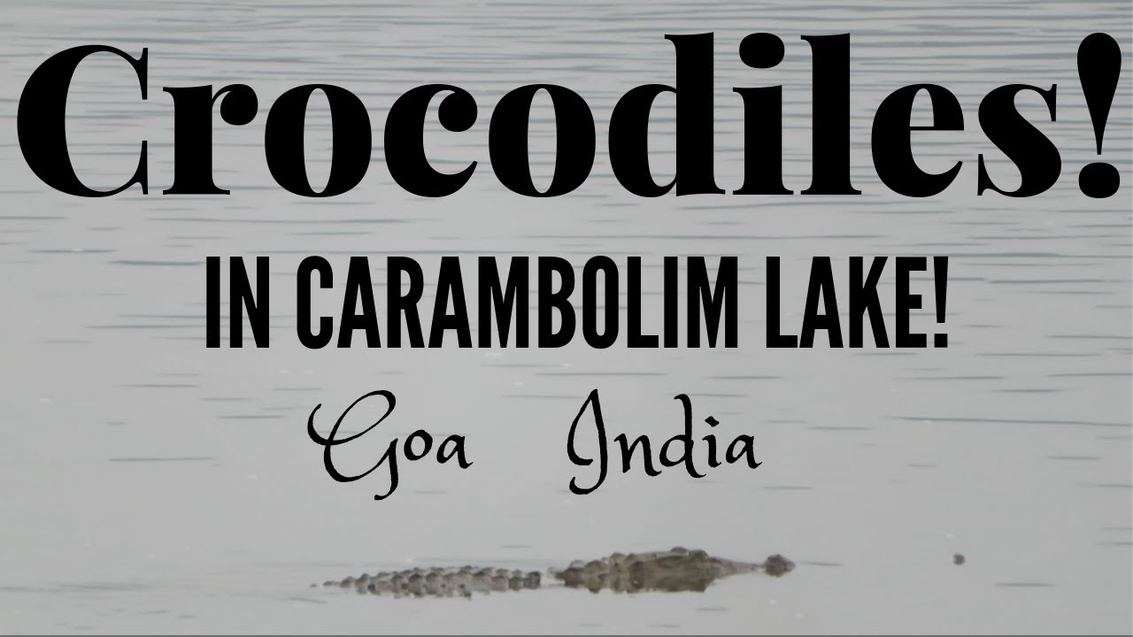 Crocodiles In Carambolim Lake, Goa. - YouTube