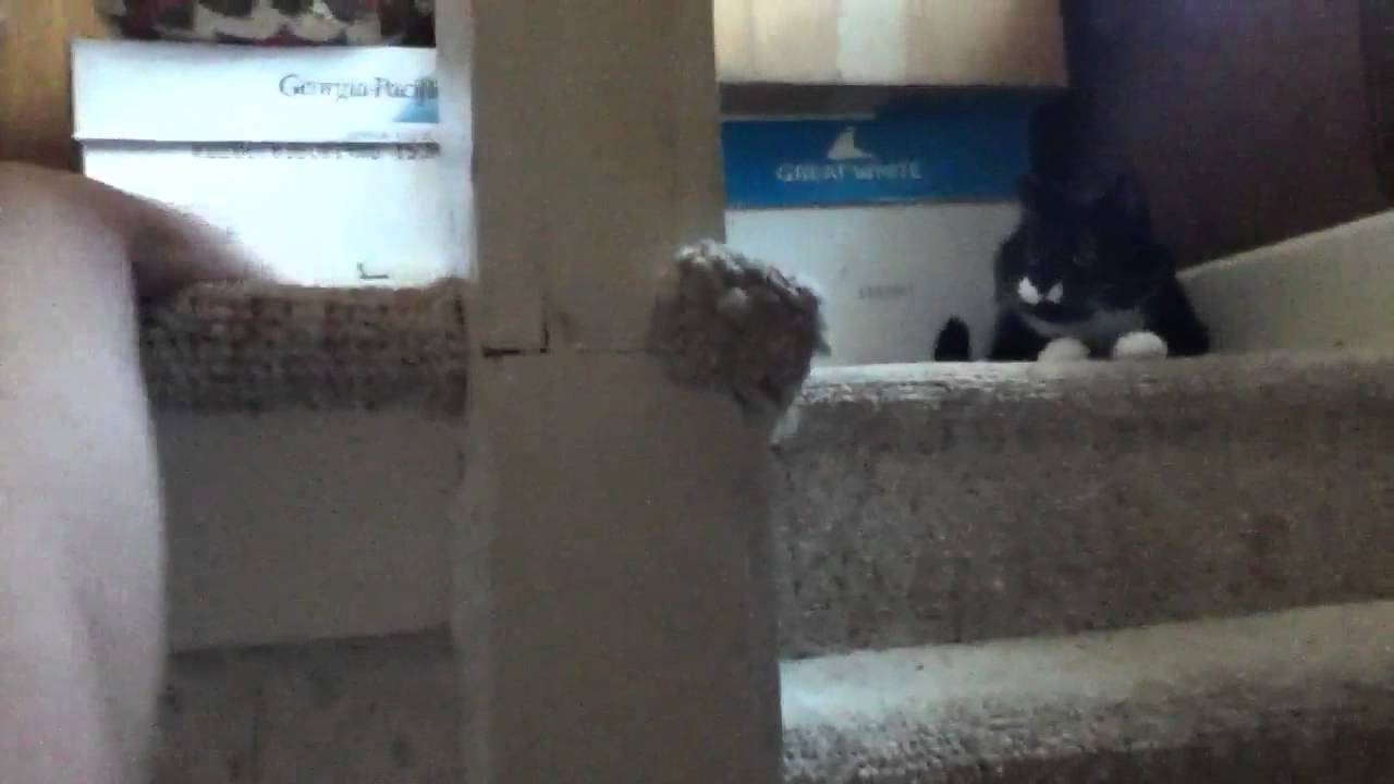 Lulz Cat has been made - YouTube