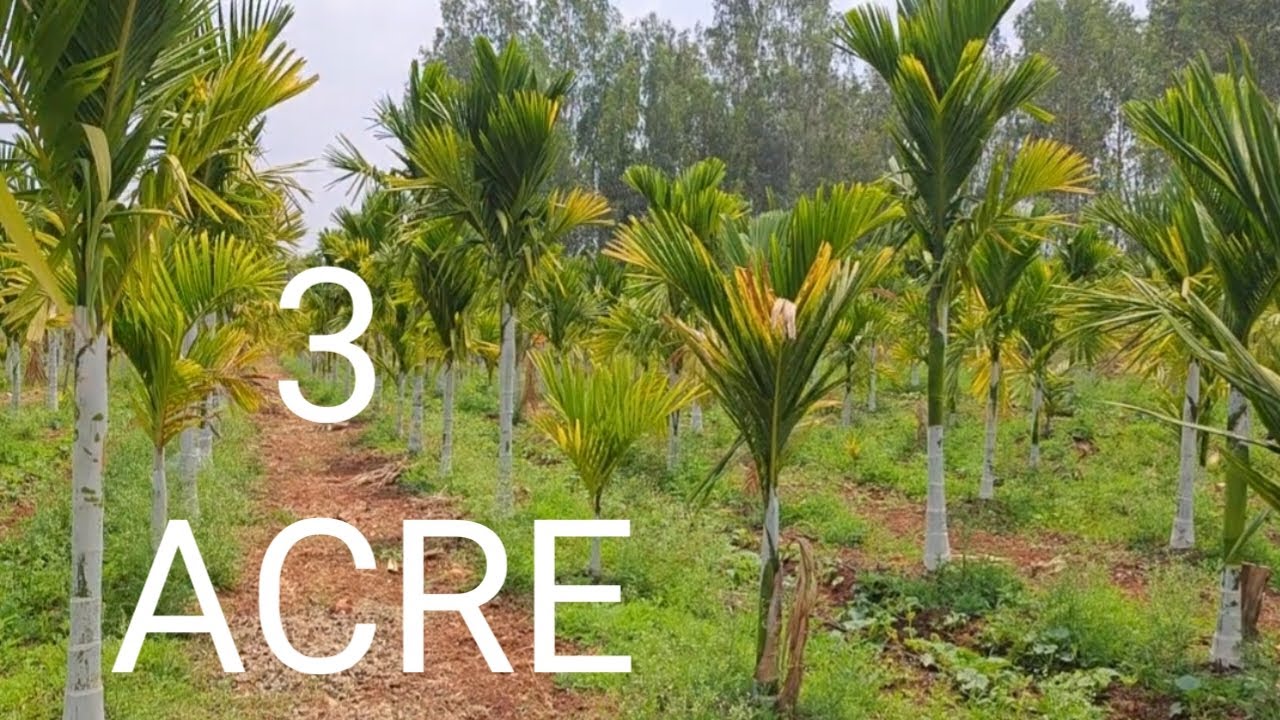 Jc) 3 ACRE | ARECA NUT FARM FOR SALE | INVEST IN DREAM | INVEST IN FARM ...