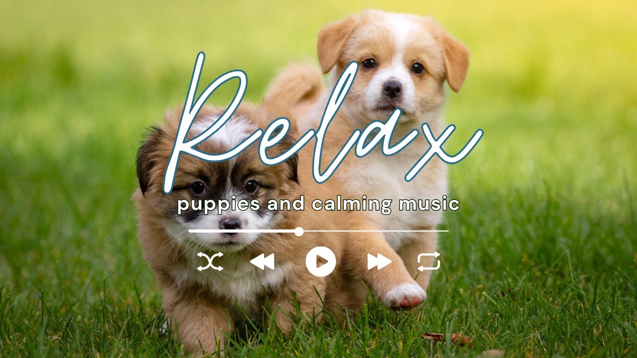 🐶 Calming Puppies: Relaxing Playtime Scenes 4 Sleep, Study, and ...