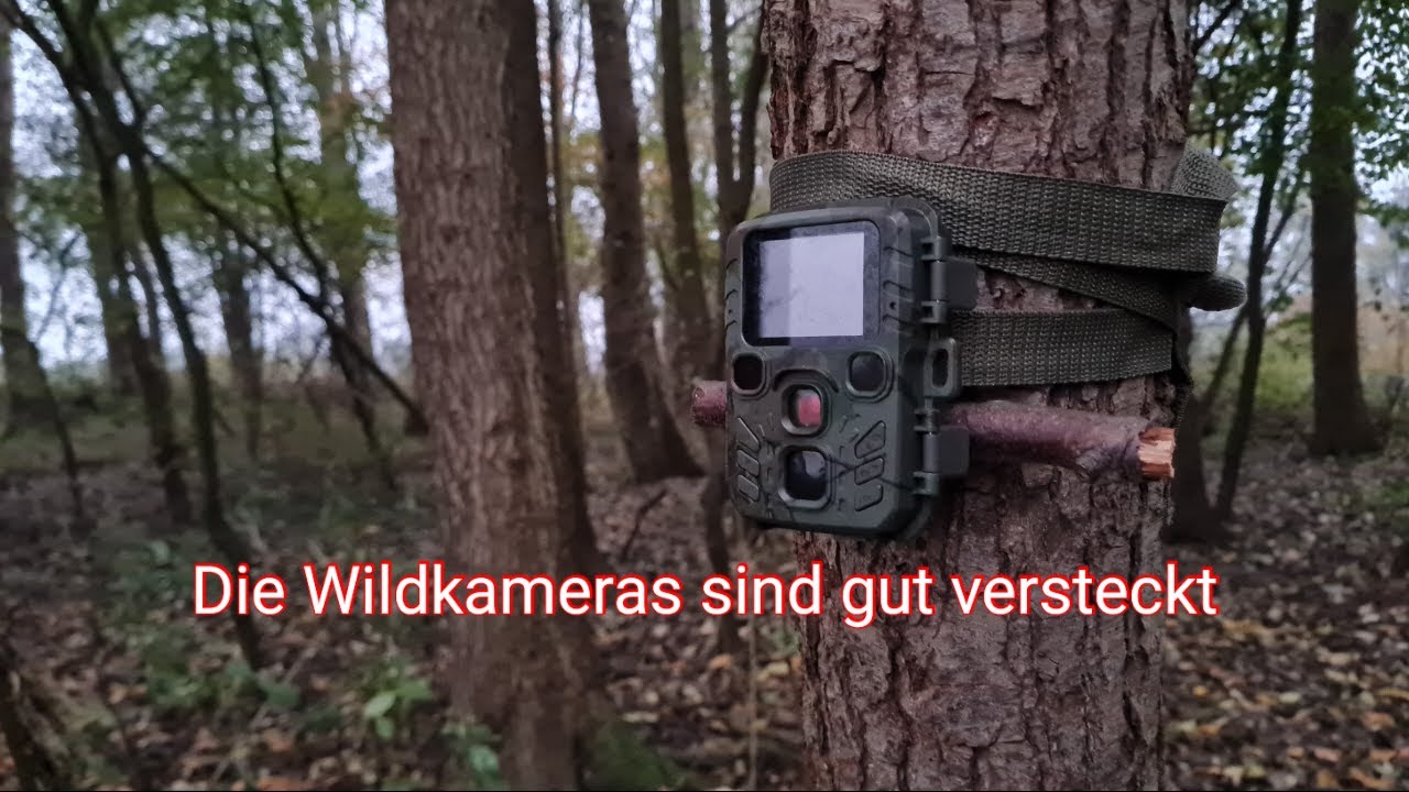 Aufnahmen mit der Wildkamera 📷 - YouTube