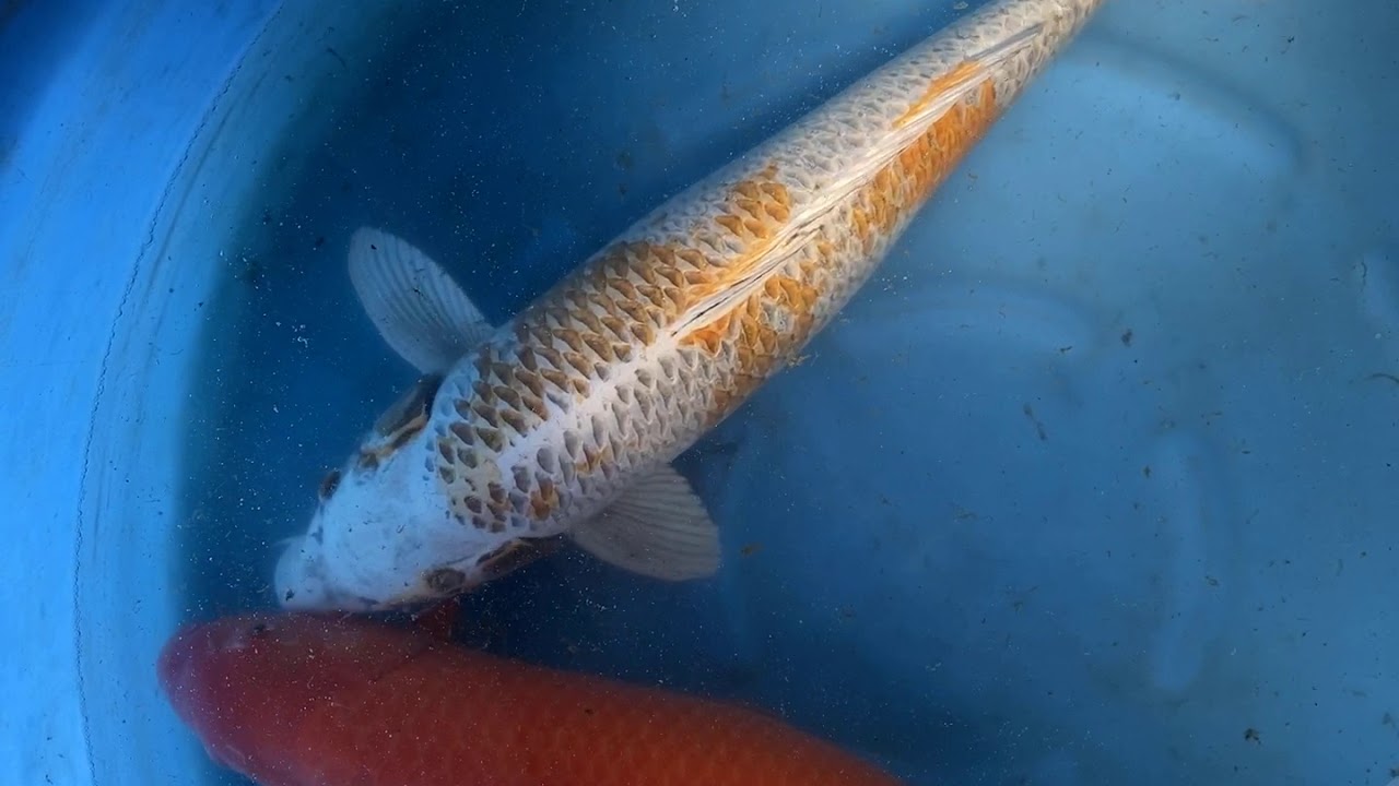 Marusei Sansai Mix, 67 cm - YouTube