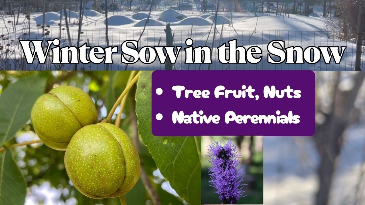 Winter Sow TREE FRUIT, NUTS & NATIVE PERENNIALS - DO it the WAY NATURE ...