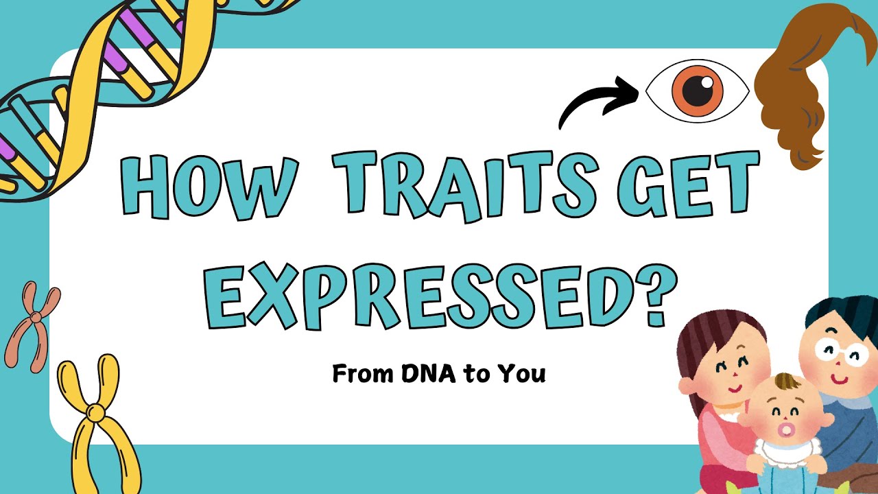How do inherited traits get expressed ? DNA to Protein | Gene ...