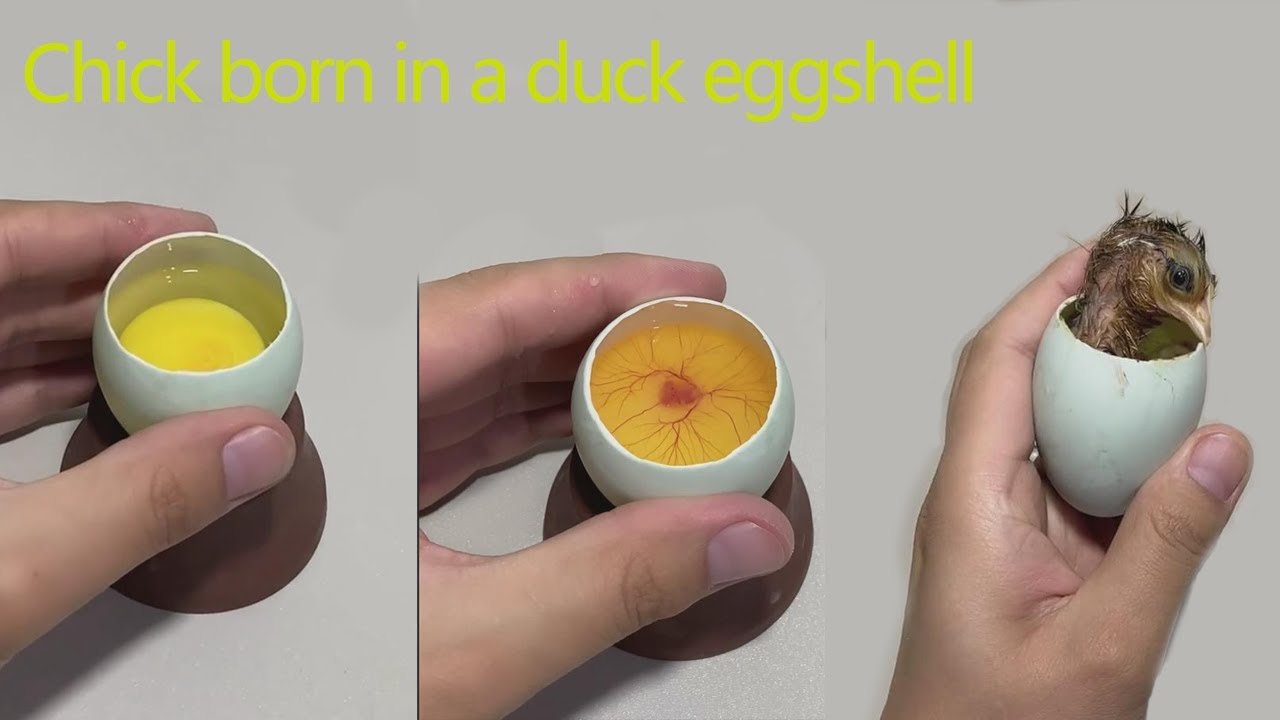 How to Make Life in broken Eggshell TimeLapse Day1-Day 21 Chick Hatched in a Duck eggshell - YouTube