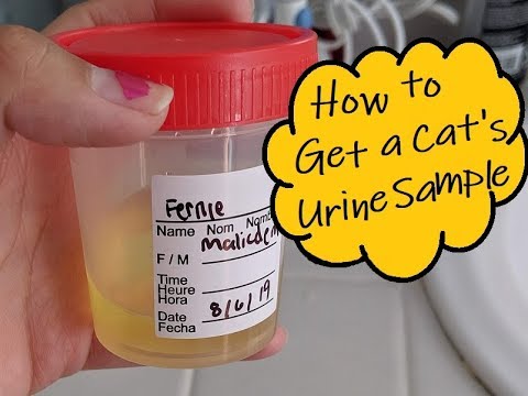 How to Get a Cat's Urine Sample - YouTube