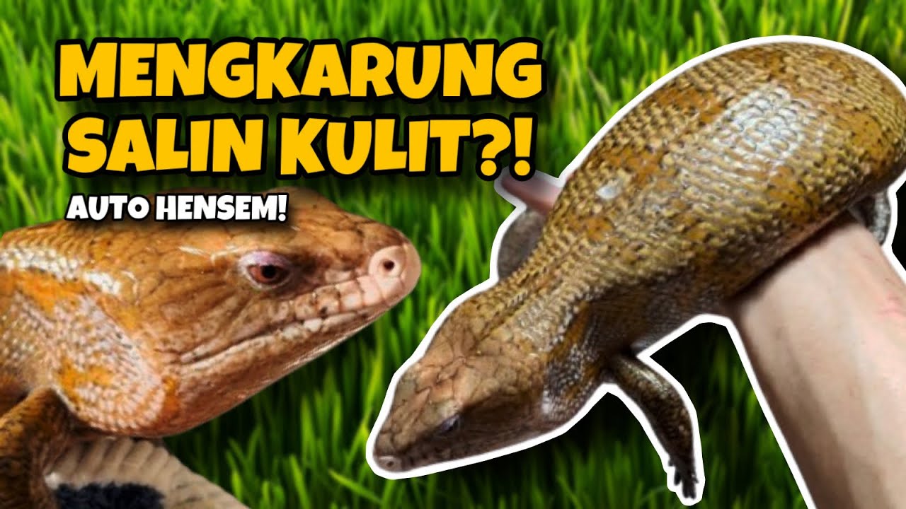 MENGKARUNG SALIN KULIT?! BERSEPAH TAPI HENSEM! | BLUE TONGUE SKINK (KEI ...