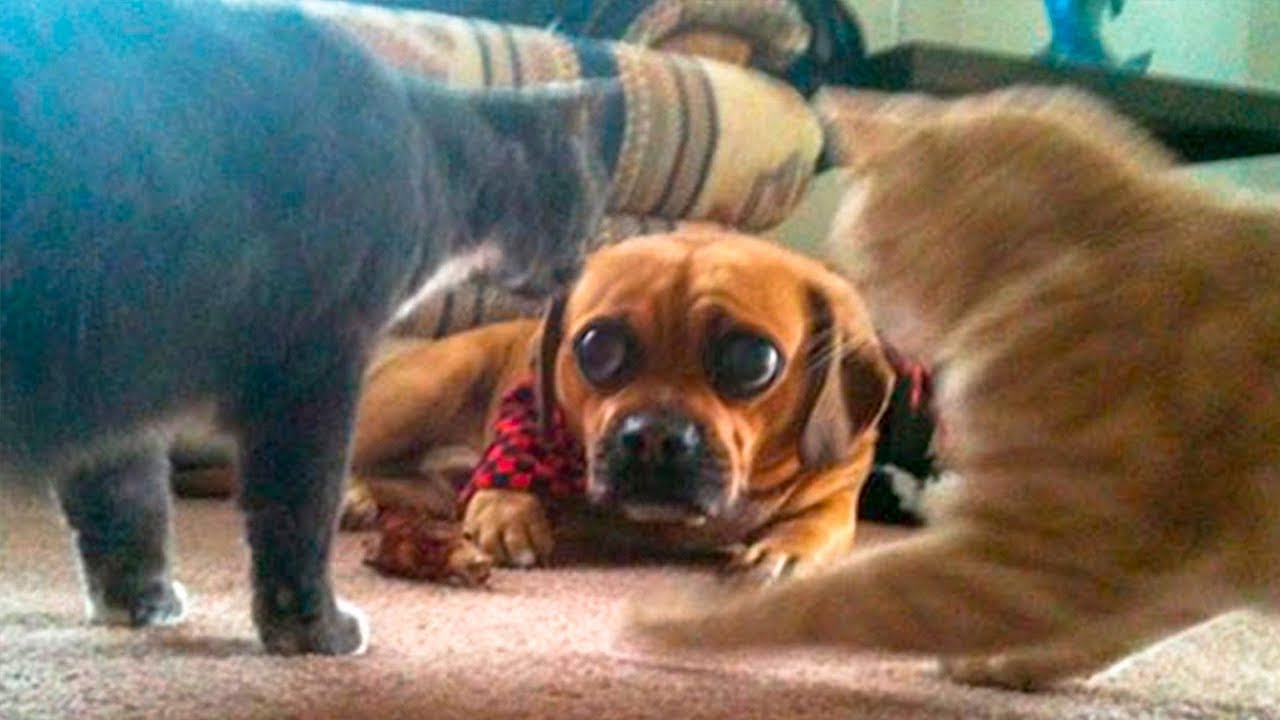 Try Not To Laugh Challenge - Funny Cat & Dog Vines compilation 2022 ...