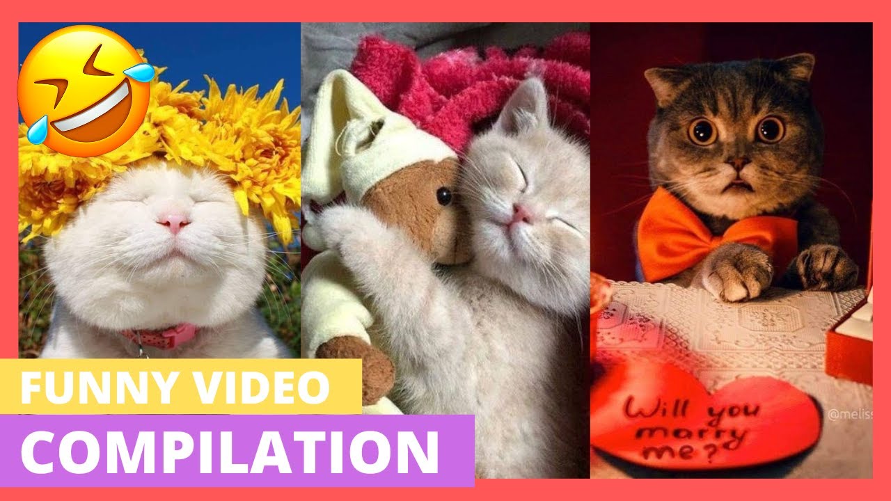 The FUNNIEST Pet Video Ever | BEST Compilation Animals Dogs and Cats By ...
