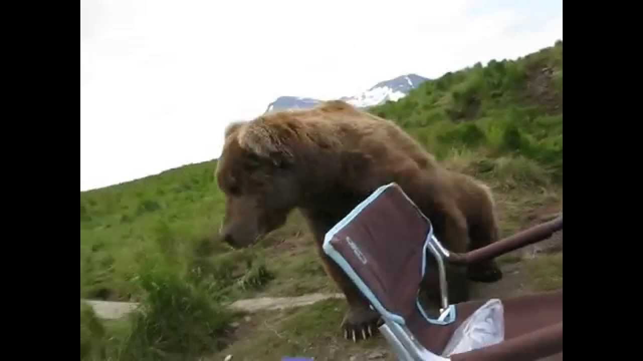 Up Close Encounter With Brown Bear In Alaska - YouTube