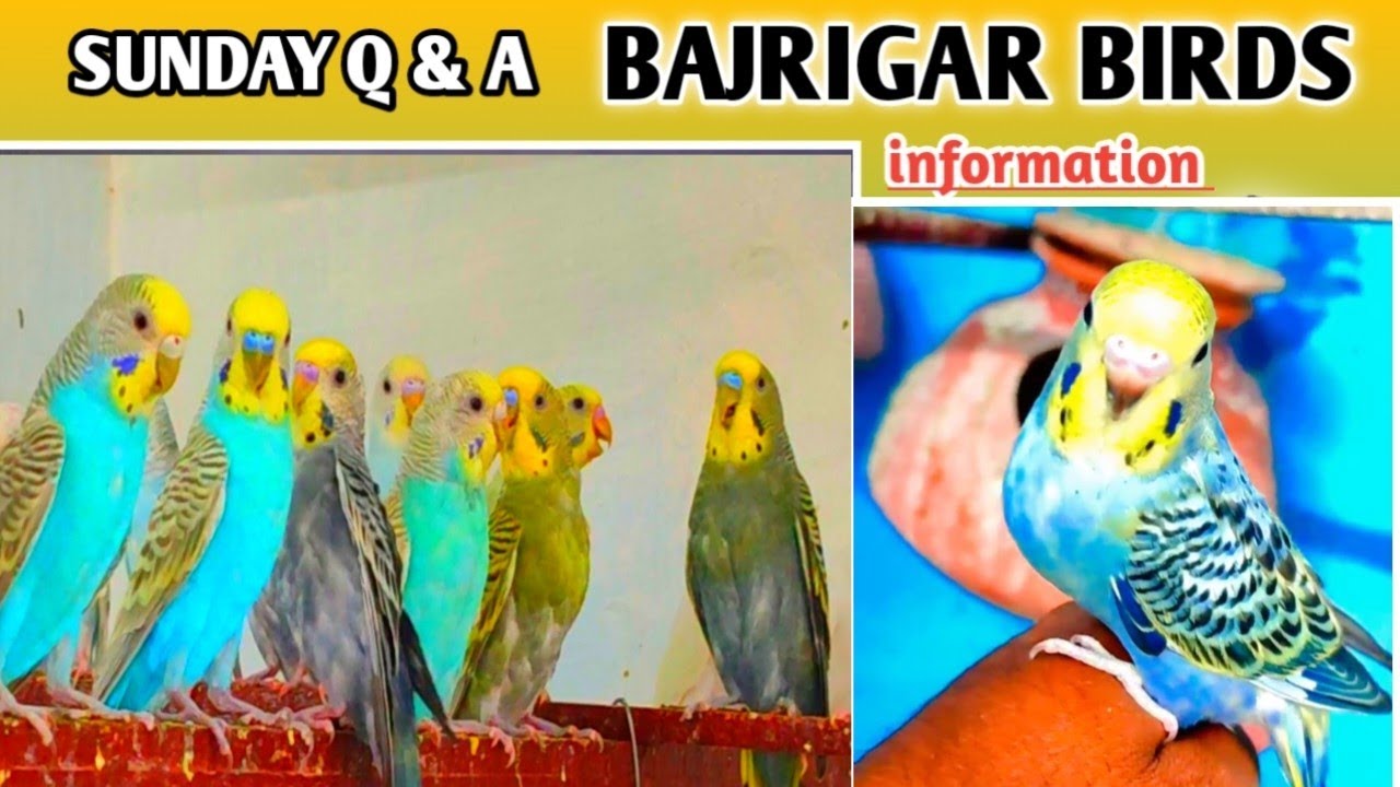 Sunday Q & A Video - 73 // sunday q & a video for birds information ...