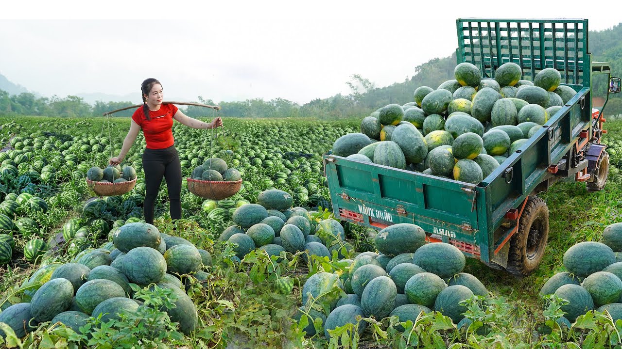 Buy Lots Of Watermelon From Villager, Use Truck Transport Many ...