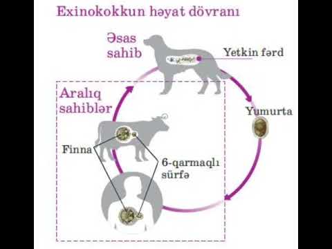 Yastı qurdlar tipi,Lentşəkilli qurdlar sinfi,Exinokokk#biologiyaizah#biologiyadərs#abituriyent#izah