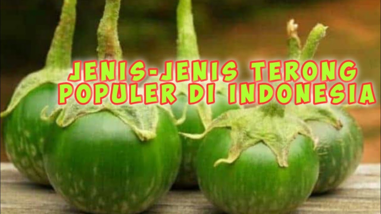 inilah 5 macam jenis terong yang terpopuler di Indonesia - YouTube