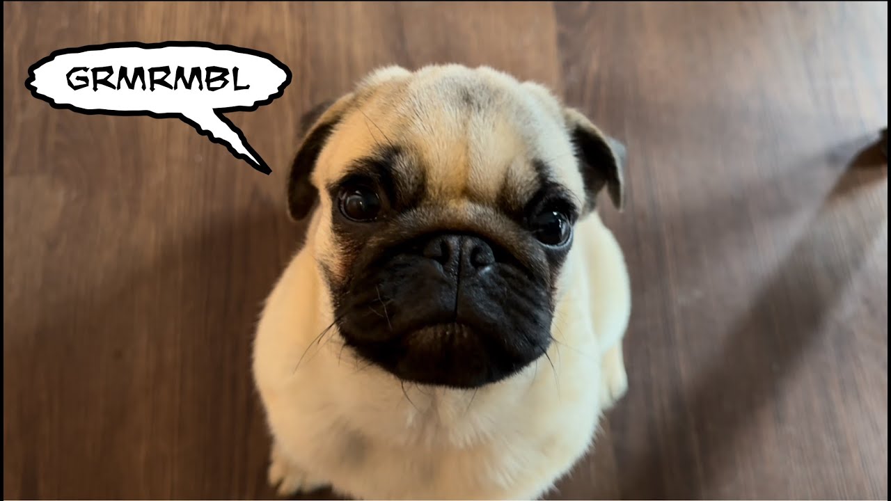 Strange Pug Sounds - YouTube