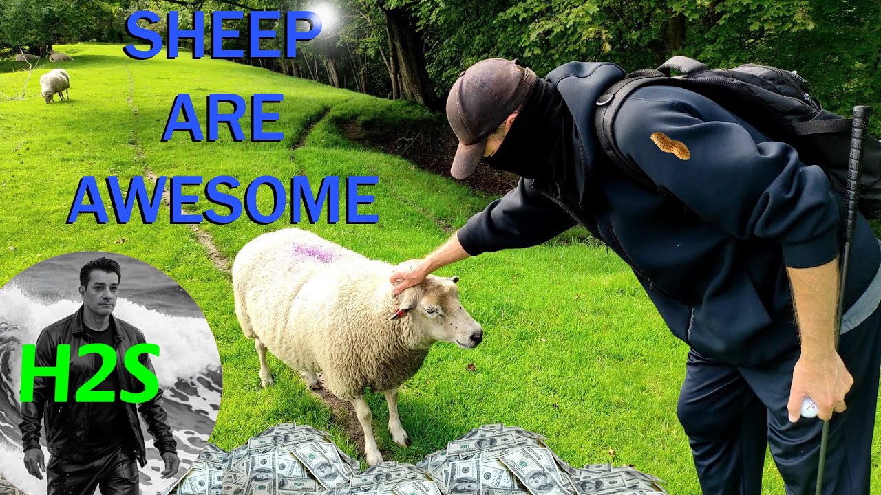 Sheep Golfing and Dragonfly 4K #positivityproject - YouTube